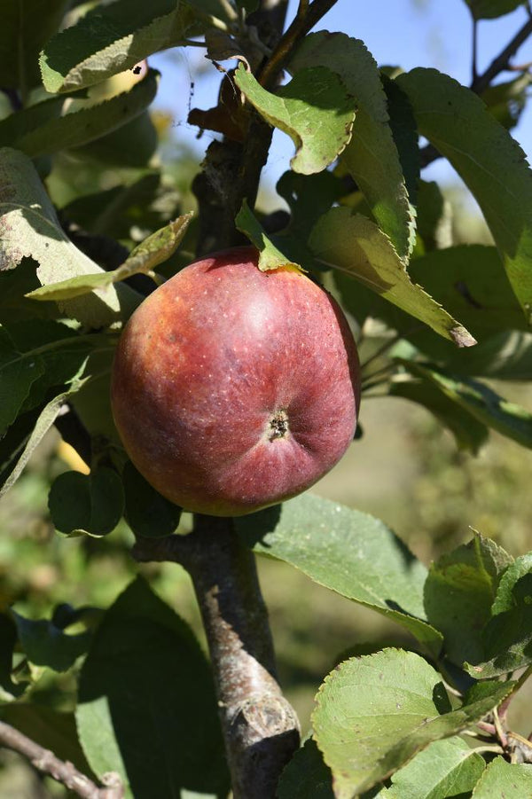 Vente de Pommier Premium en Ligne | Pommes d'Excellence