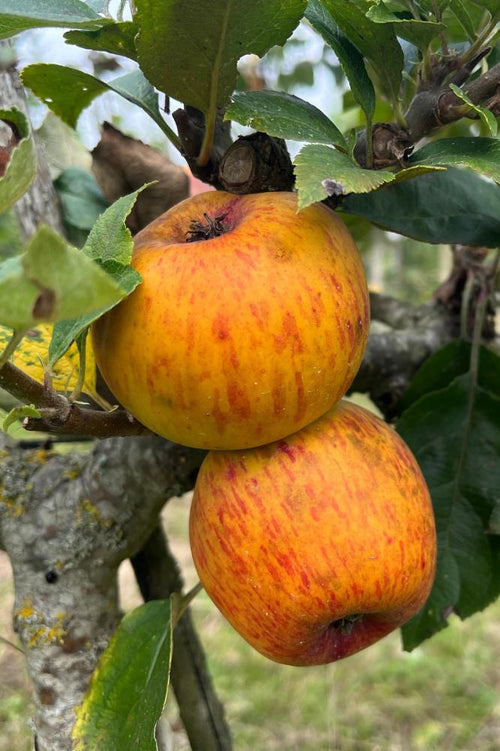 Vente de Pommier Premium en Ligne | Pommes d'Excellence