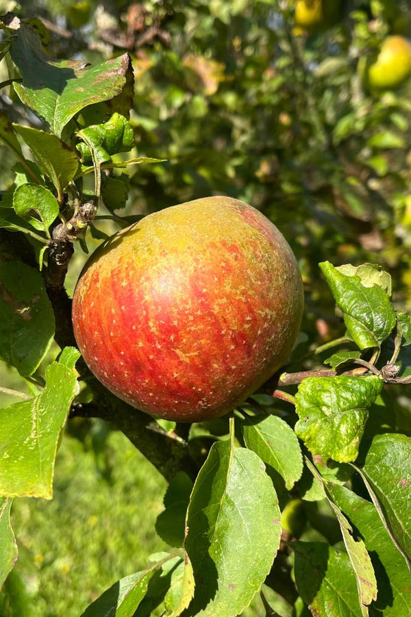 Vente de Pommier Premium en Ligne | Pommes d'Excellence