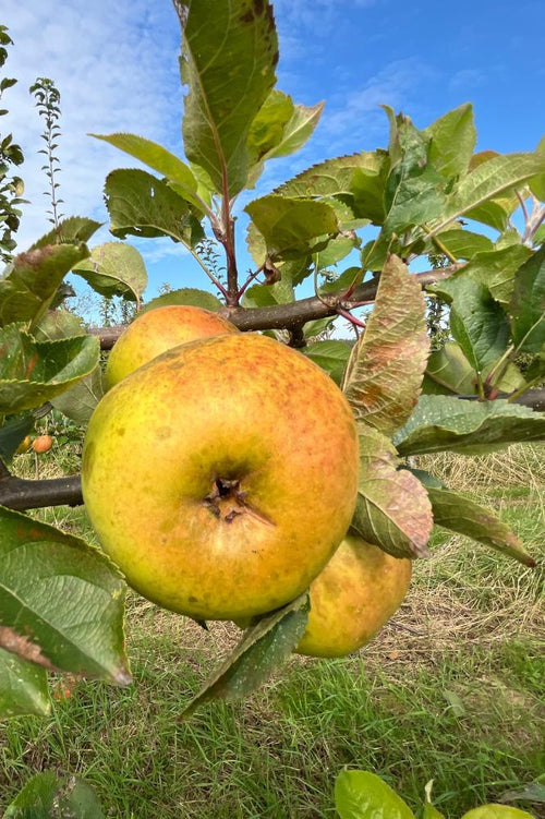 Vente de Pommier Premium en Ligne | Pommes d'Excellence