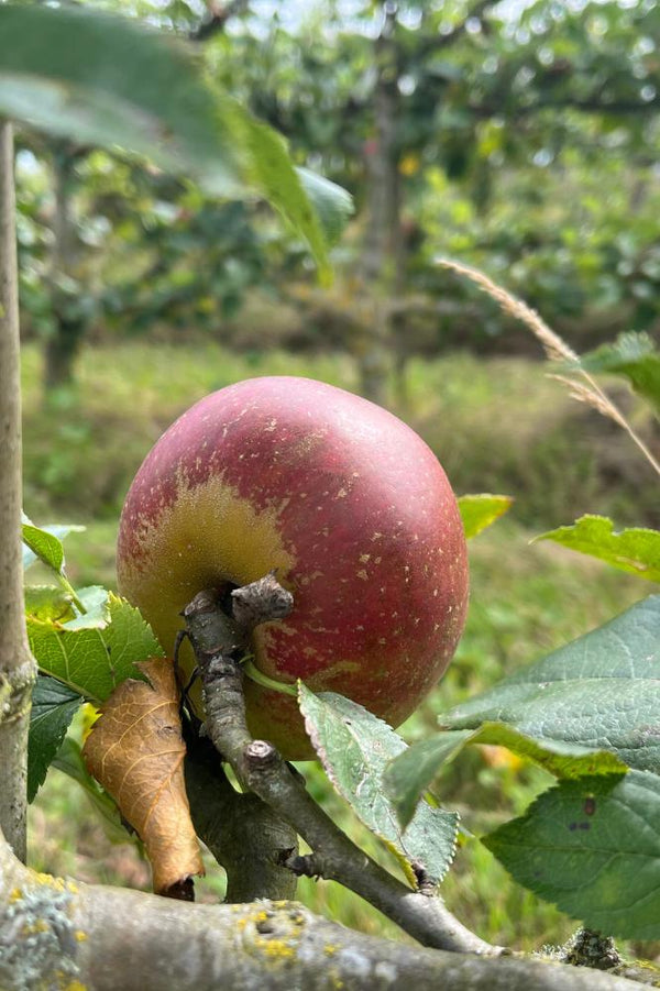 Vente de Pommier Premium en Ligne | Pommes d'Excellence