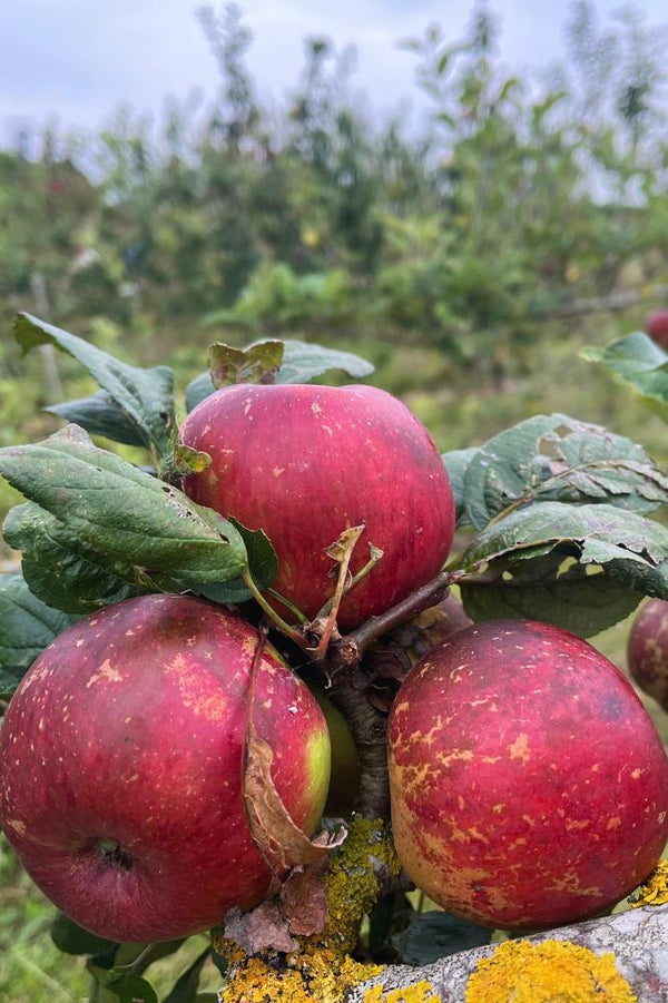 Vente de Pommier Premium en Ligne | Pommes d'Excellence