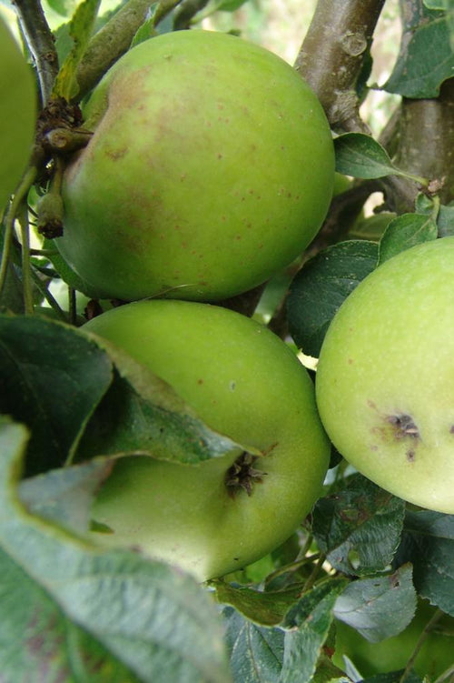 Vente de Pommier Premium en Ligne | Pommes d'Excellence